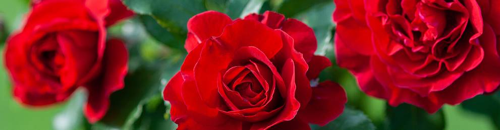 Quelles sont les différentes symboliques attachées à la rose