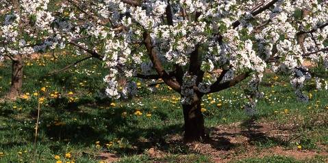 Planter un arbre hommage, le prunier arbre lumière - Dans Nos Cœurs