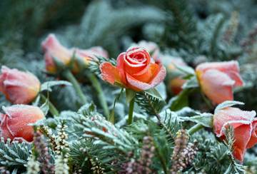 Avis de décès Renazé (53800) - Mayenne - Dans Nos Coeurs
