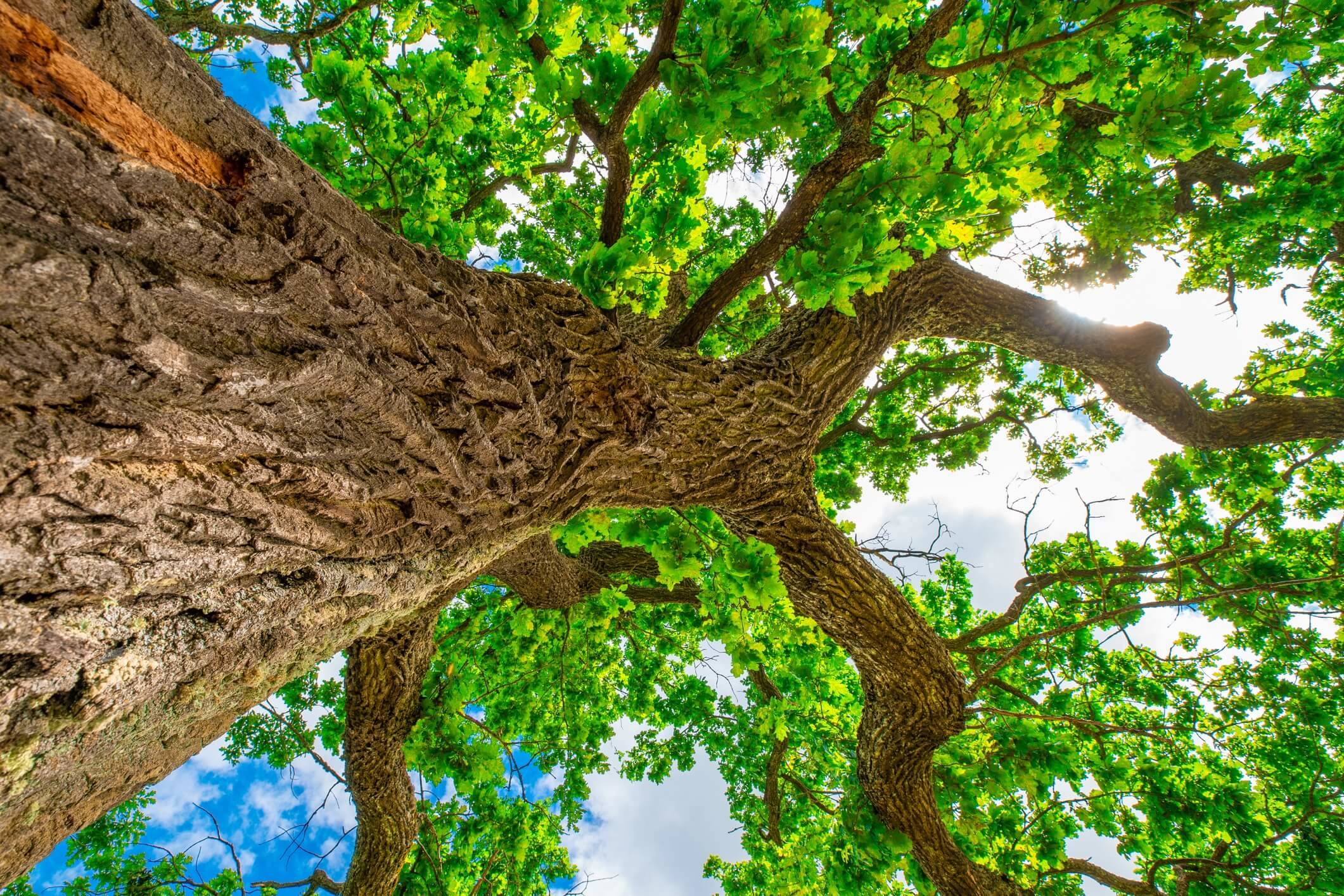 Planter un arbre Hommage : le chêne arbre sagesse - Dans Nos Cœurs