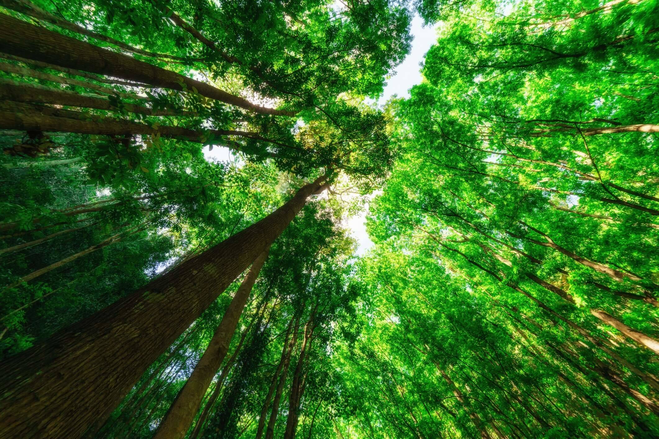 Planter un arbre Hommage : acajou, arbre renaissance - Dans Nos Cœurs