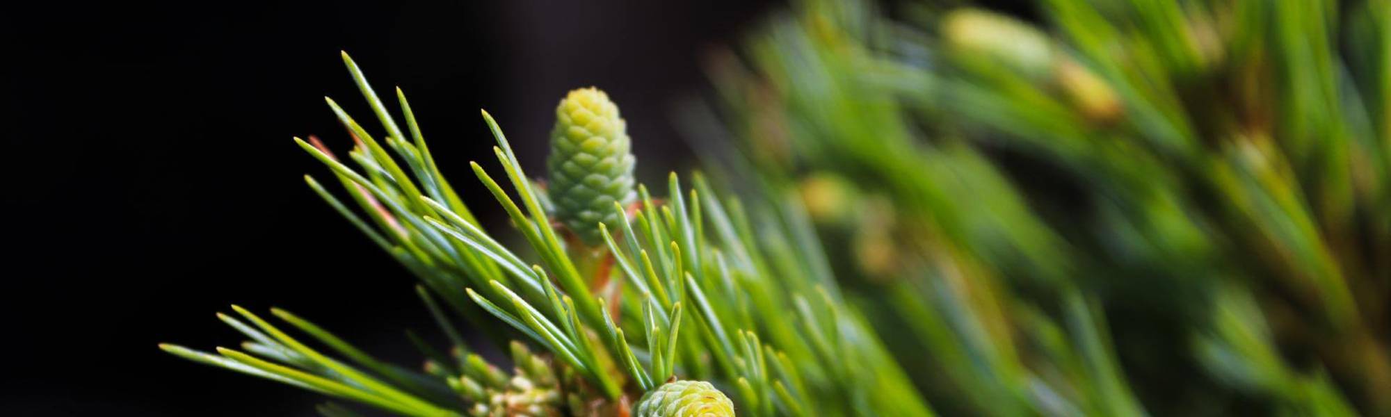Planter un arbre Hommage : le pin, l'arbre immortel - Dans Nos Cœurs