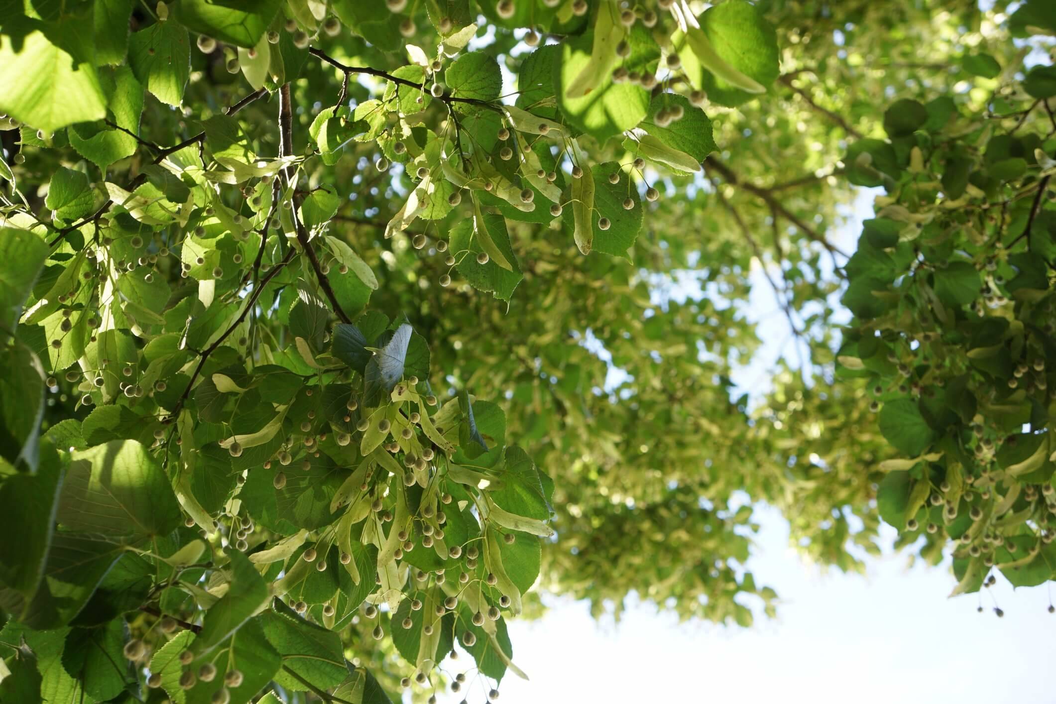 Planter un arbre Hommage tilleul, l'arbre protecteur - Dans Nos Cœurs