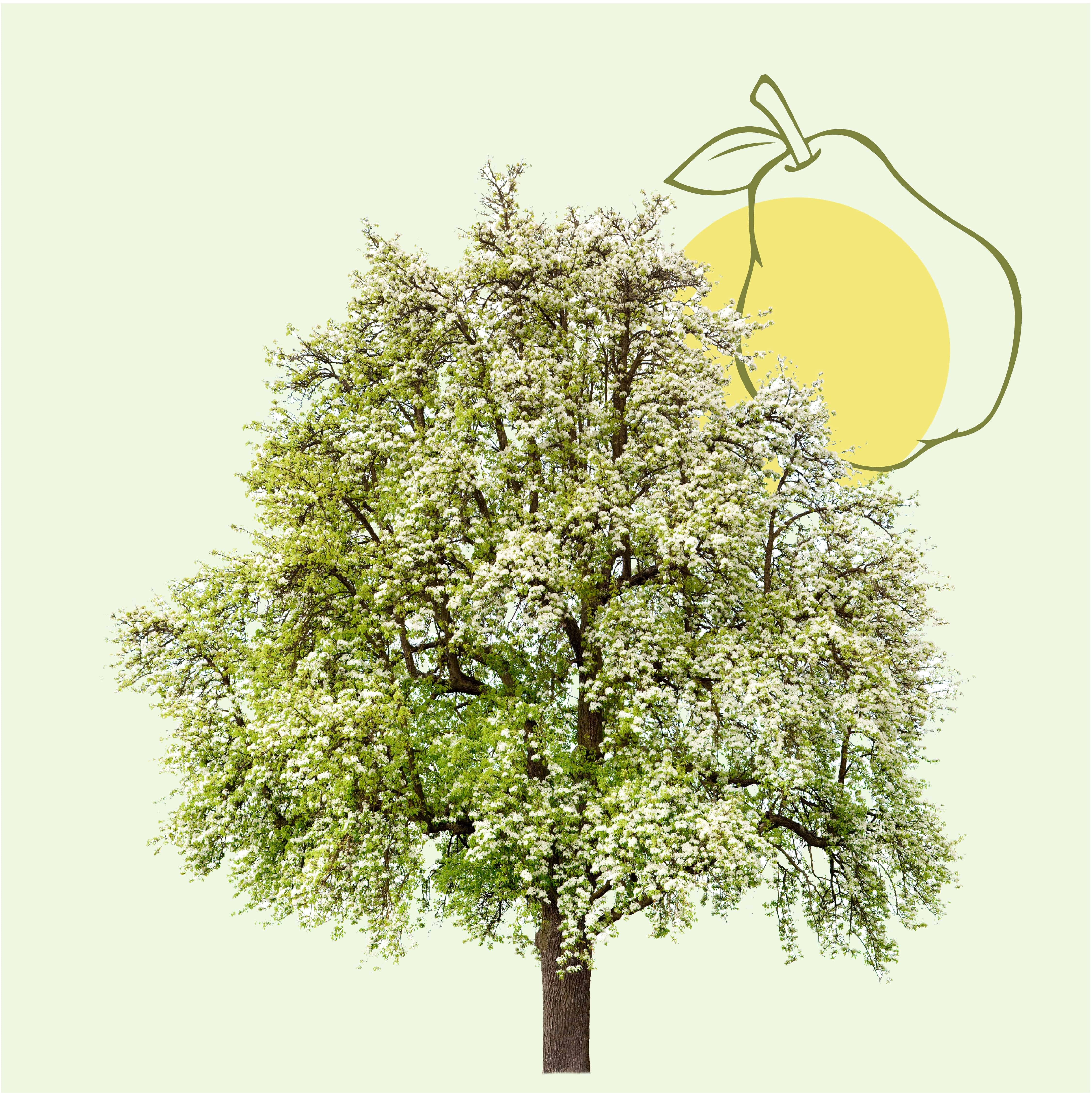 Plantez un Poirier dans la Loire, arbre symbole de protection - Dans ...