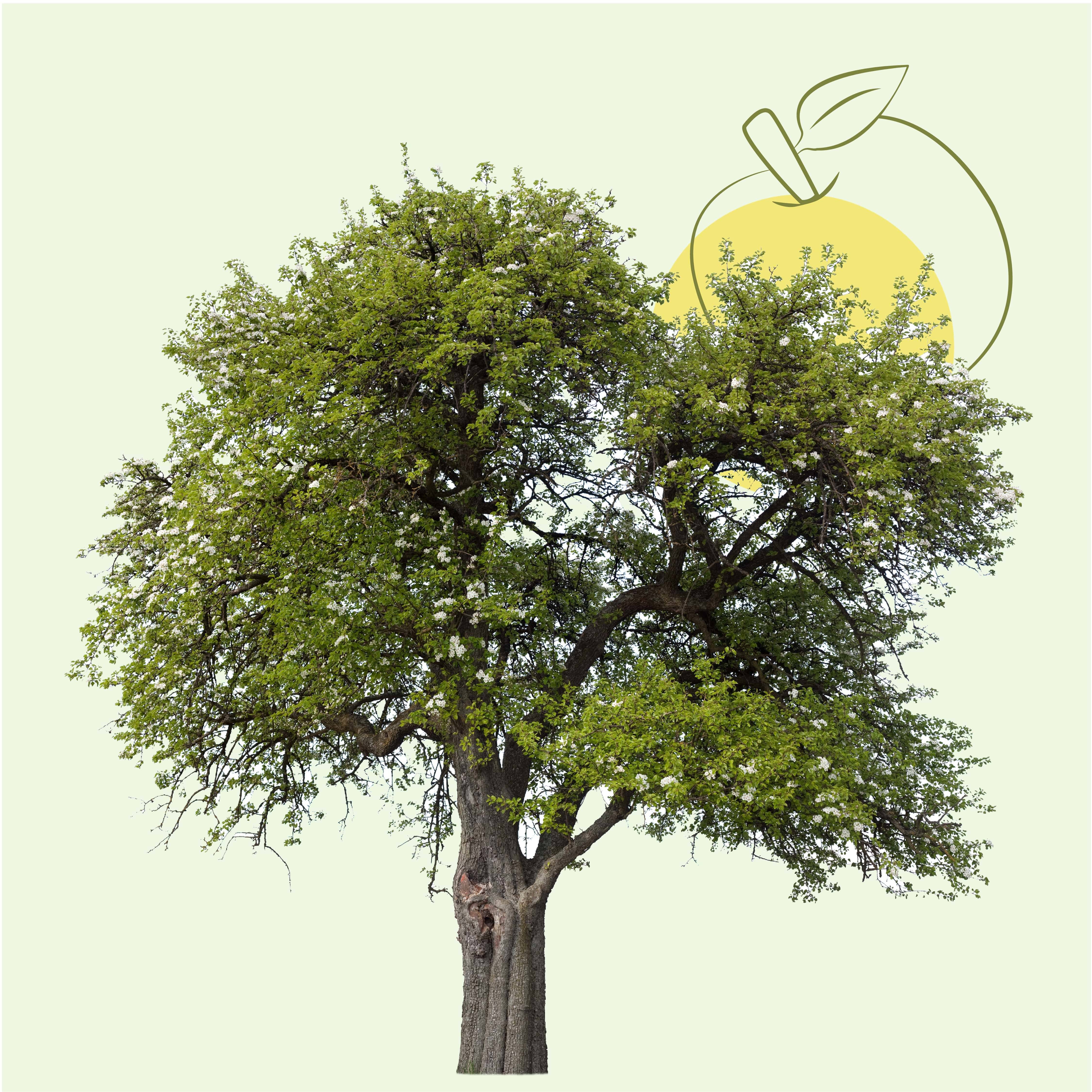 Plantez un arbre Hommage Pommier pour un proche disparu - Dans Nos Coeurs